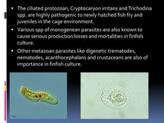 Morphology, taxonomy and life cycle of parasites | PPTX