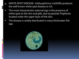 Morphology, taxonomy and life cycle of parasites | PPTX