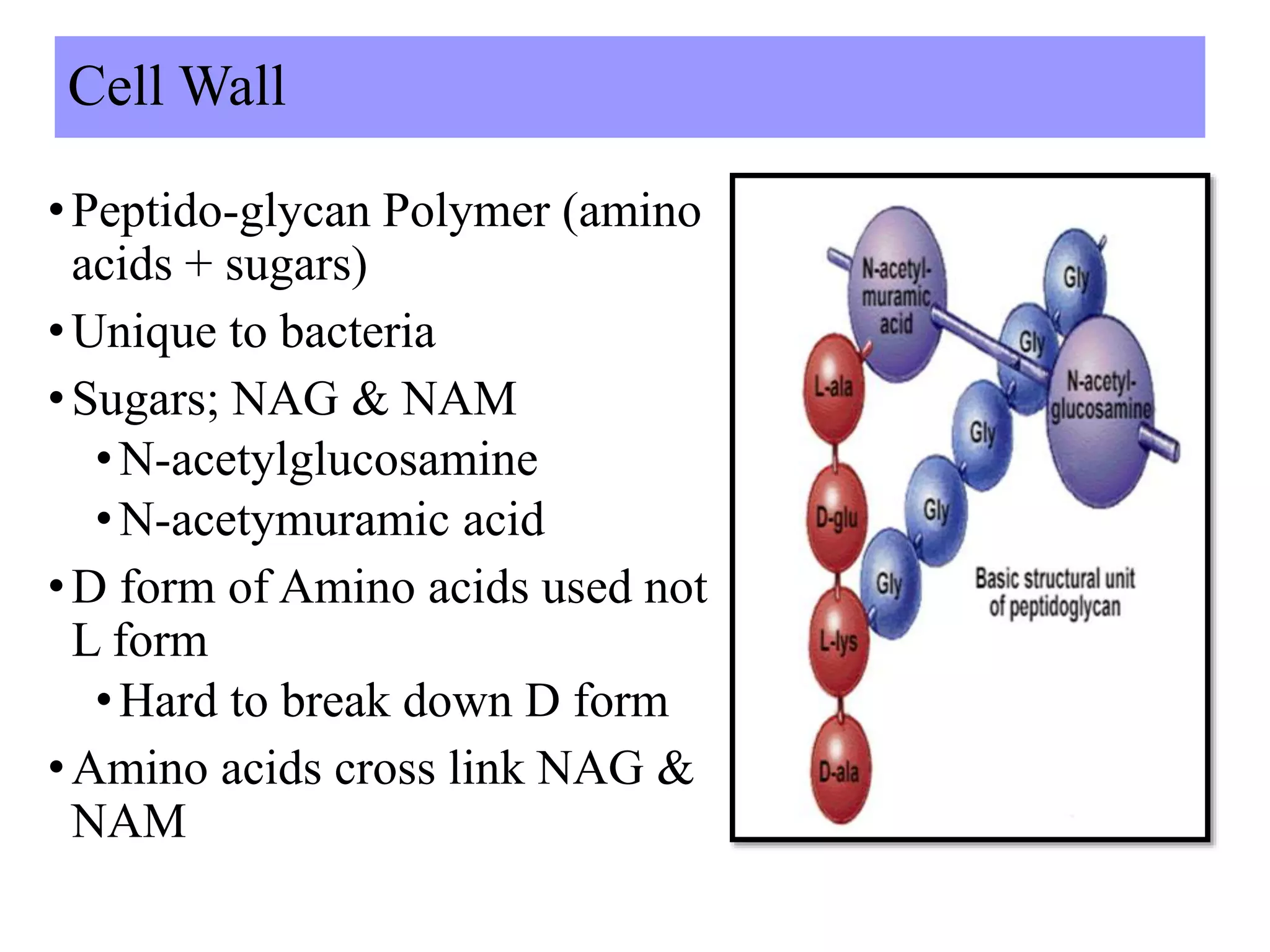Morphology & Ultrastructure of Bacteria | PPT
