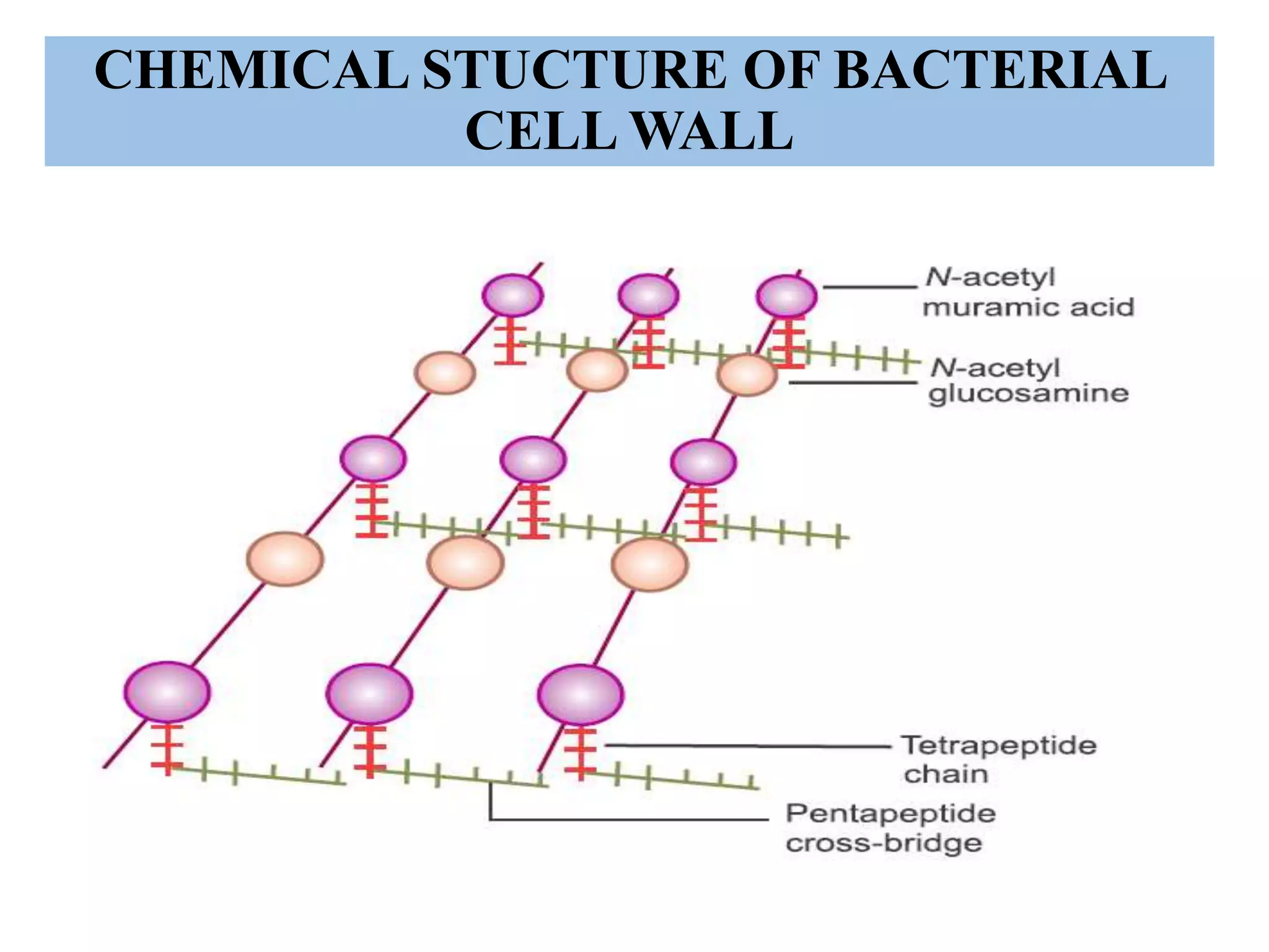 Morphology & Ultrastructure of Bacteria | PPT
