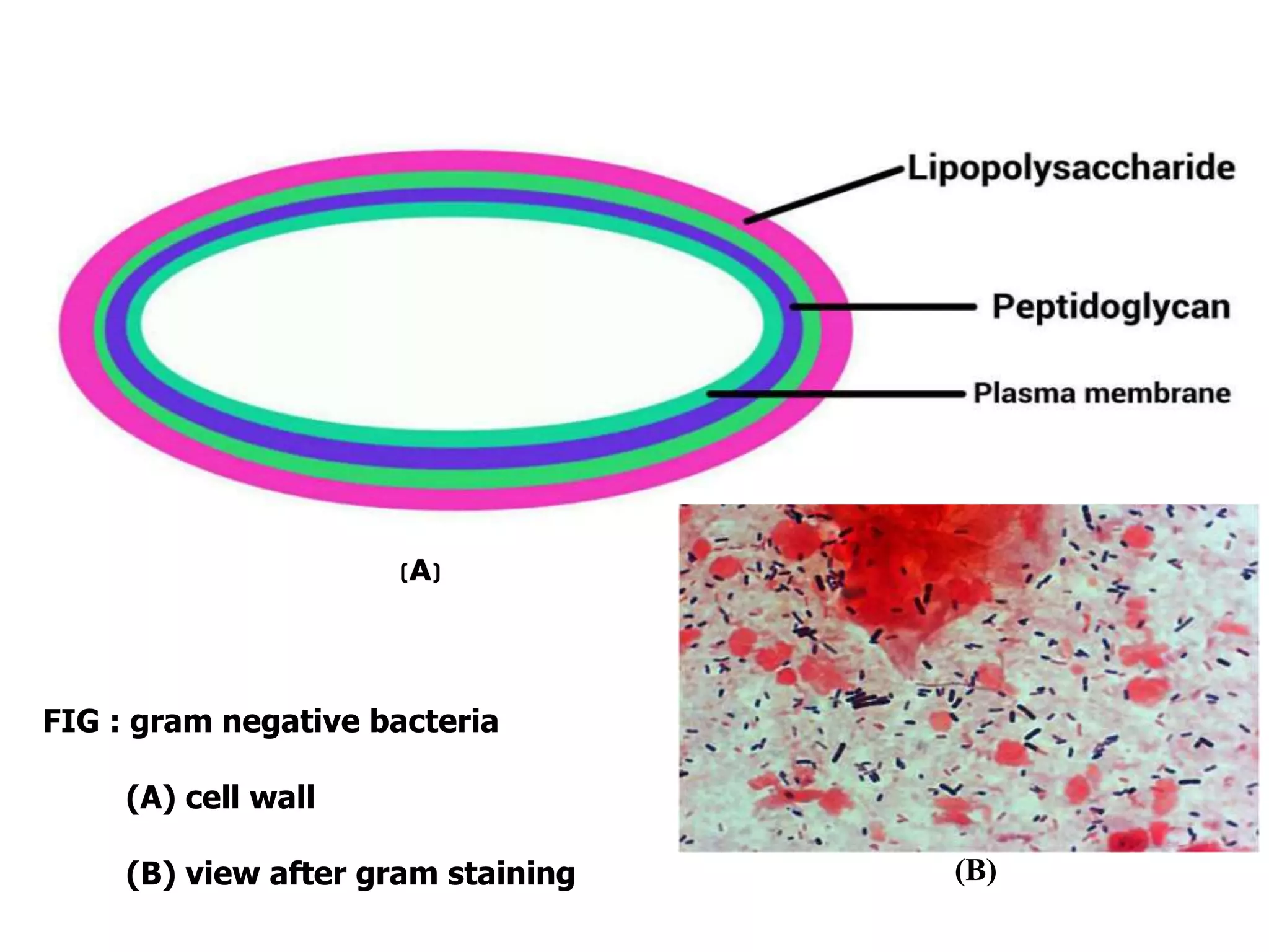 Morphology & Ultrastructure of Bacteria | PPT