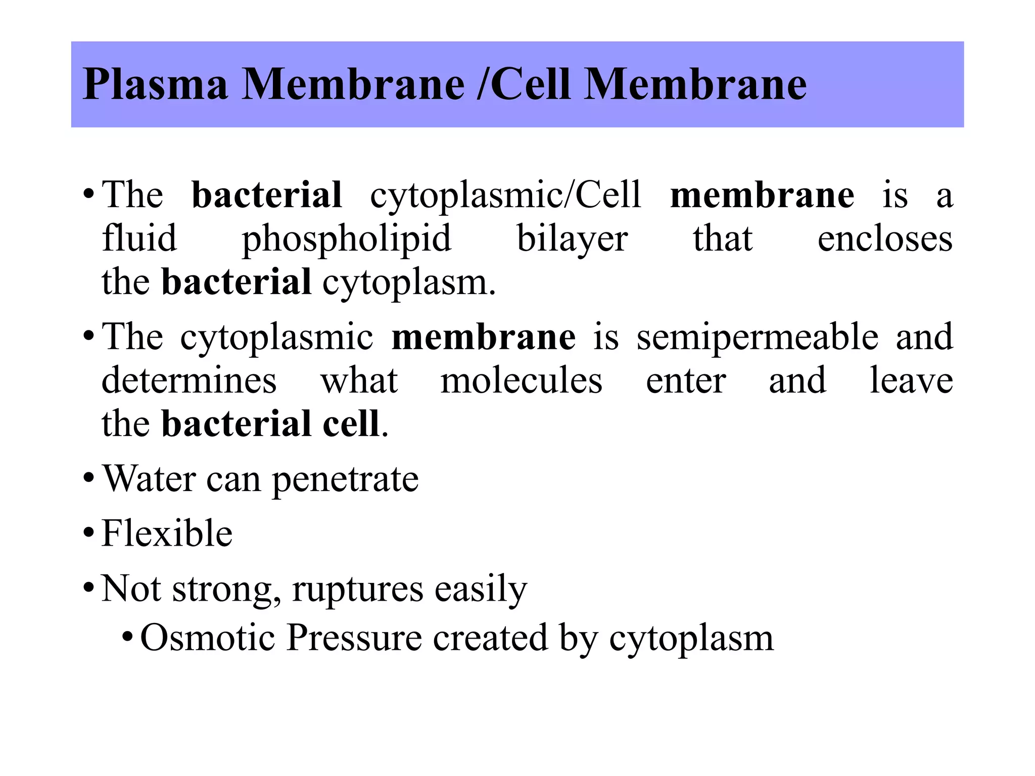 Morphology & Ultrastructure of Bacteria | PPT
