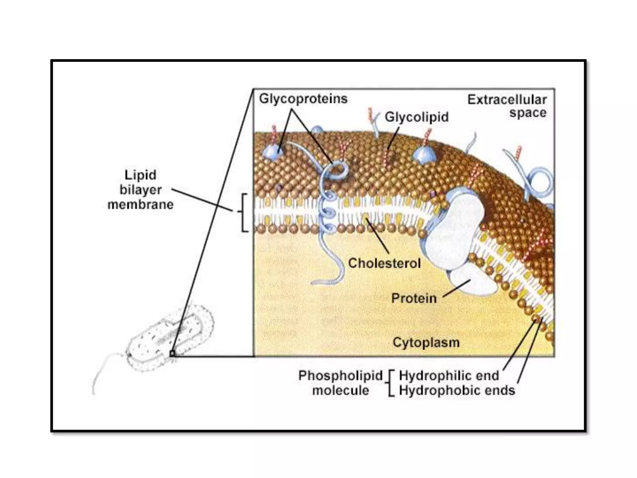 Morphology & Ultrastructure of Bacteria | PPT