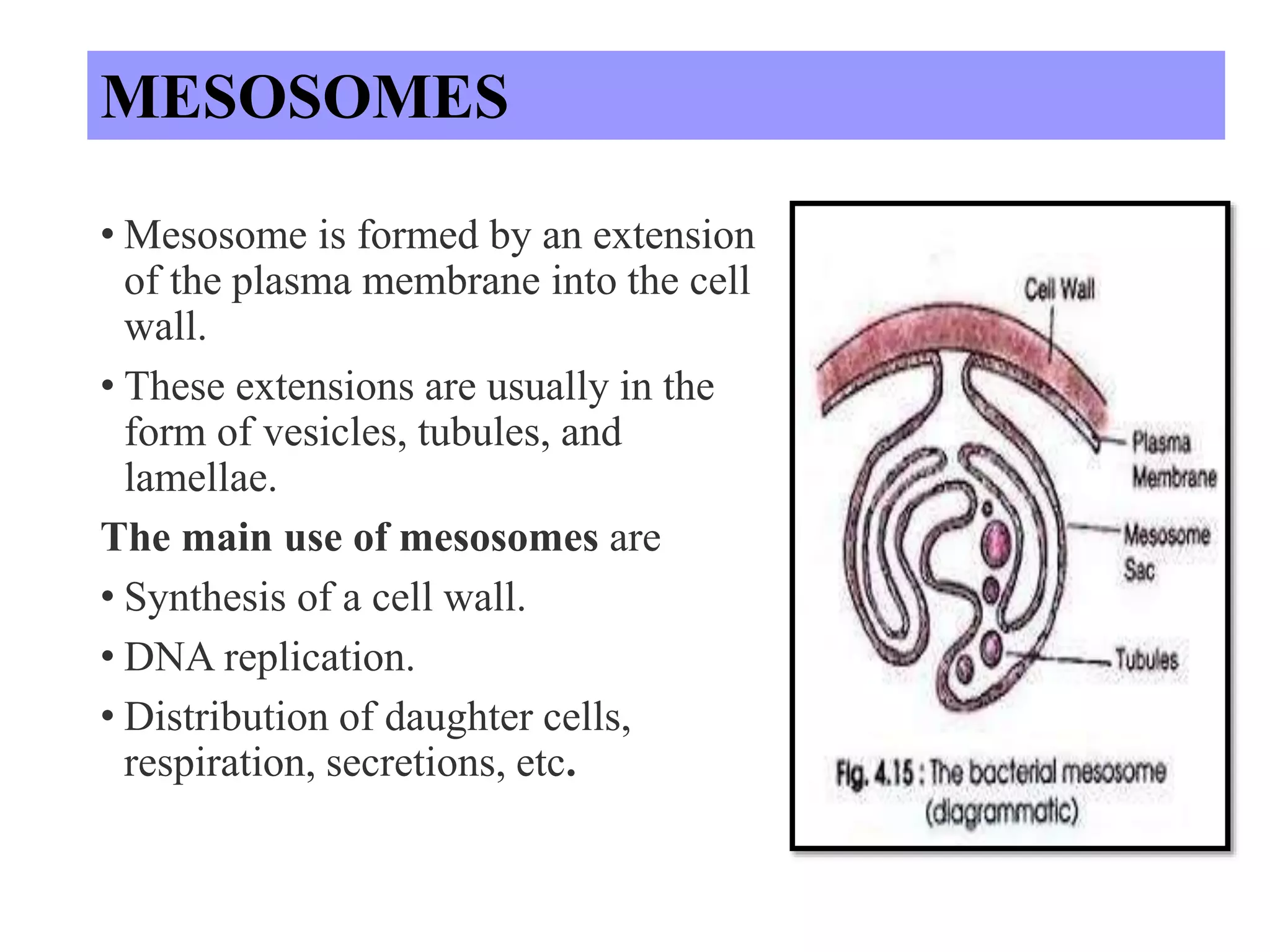 Morphology & Ultrastructure of Bacteria | PPT