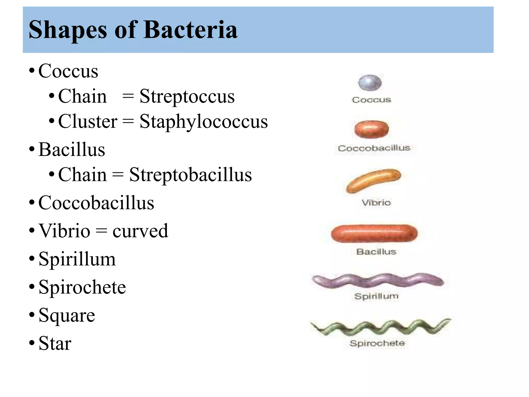 Morphology & Ultrastructure of Bacteria | PPT