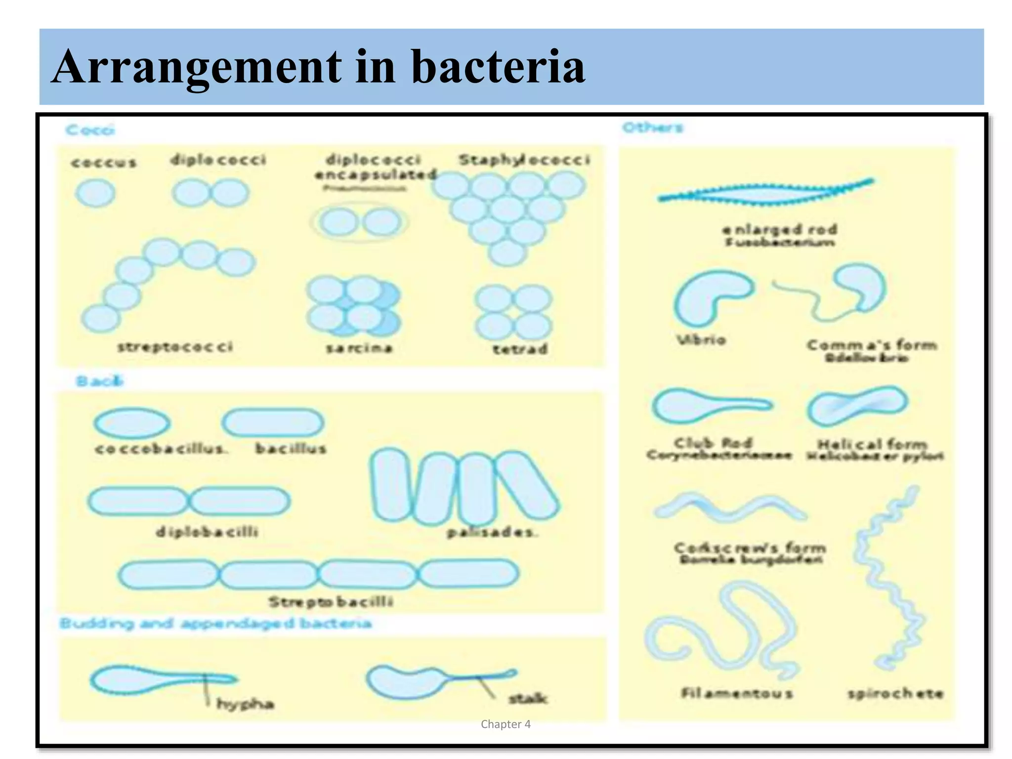 Morphology & Ultrastructure of Bacteria | PPT