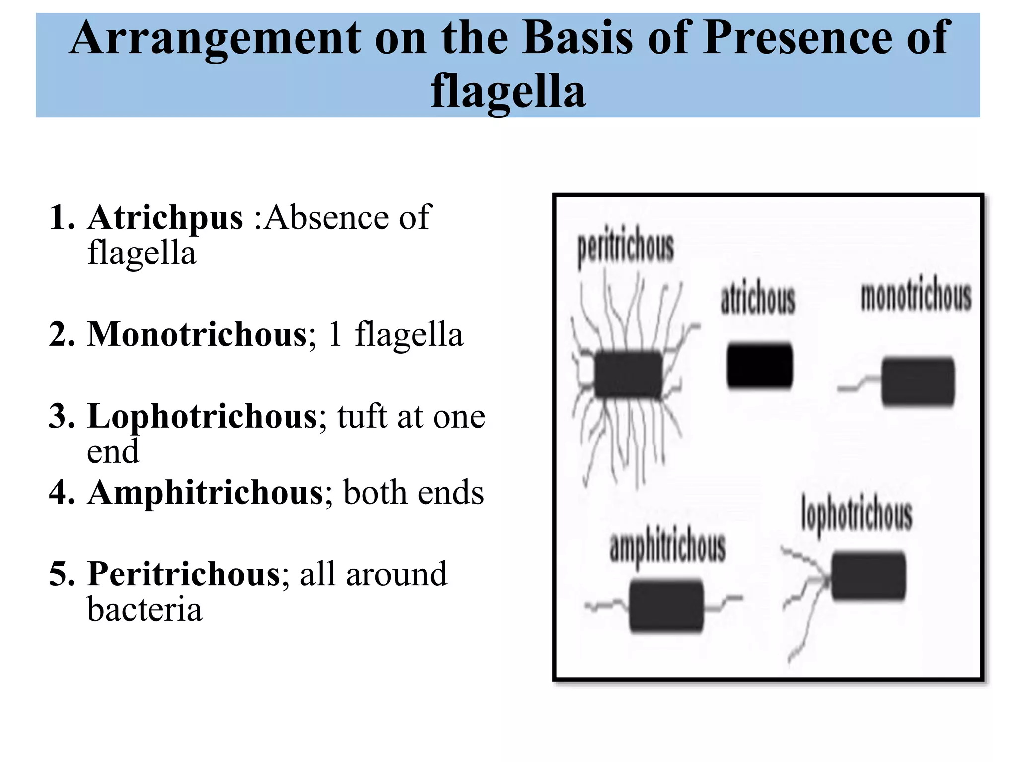 Morphology & Ultrastructure of Bacteria | PPT