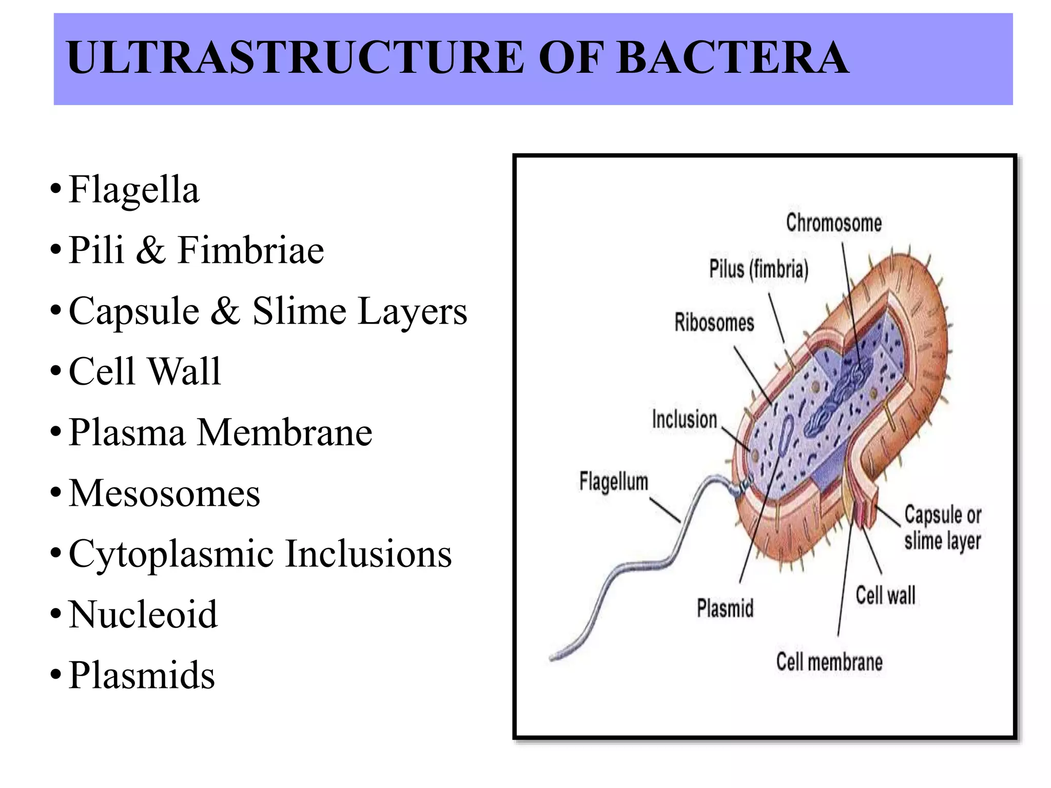 Morphology & Ultrastructure of Bacteria | PPT