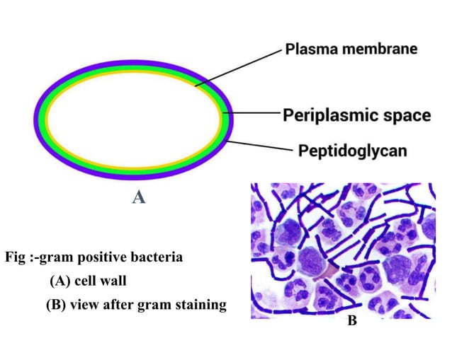 Morphology & Ultrastructure of Bacteria | PPT | Chemistry | Science