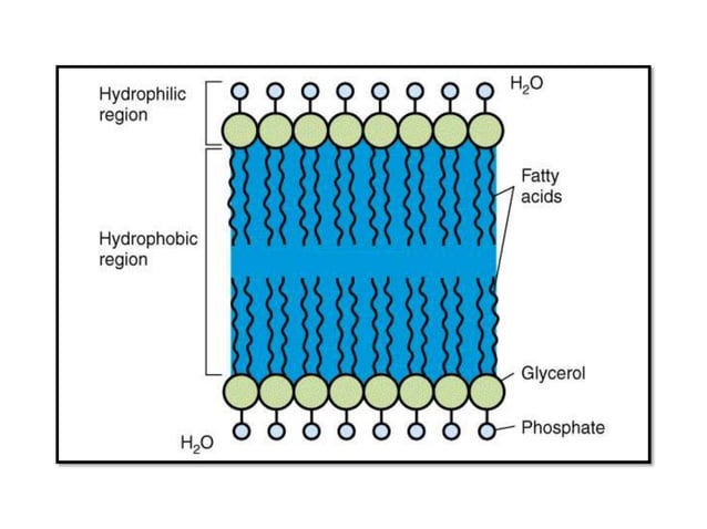 Morphology & Ultrastructure of Bacteria | PPT | Chemistry | Science
