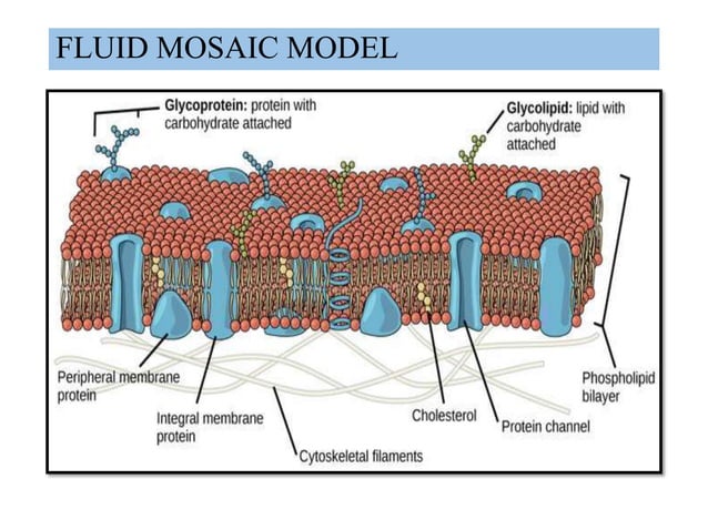 Morphology & Ultrastructure of Bacteria | PPT | Chemistry | Science