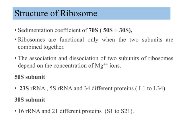 Morphology & Ultrastructure of Bacteria | PPT | Chemistry | Science