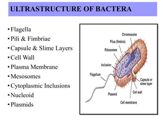 Morphology & Ultrastructure of Bacteria | PPT