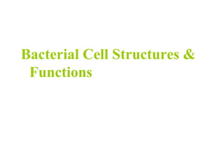 Morphologyy | PPT | Chemistry | Science