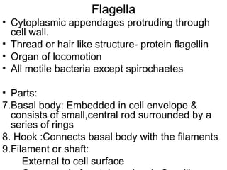 Morphologyy | PPT | Chemistry | Science