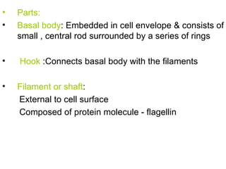 Morphologyy | PPT | Chemistry | Science
