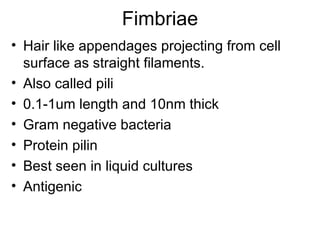 Morphologyy | PPT | Chemistry | Science