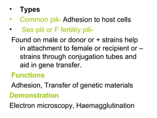 Morphologyy | PPT | Chemistry | Science