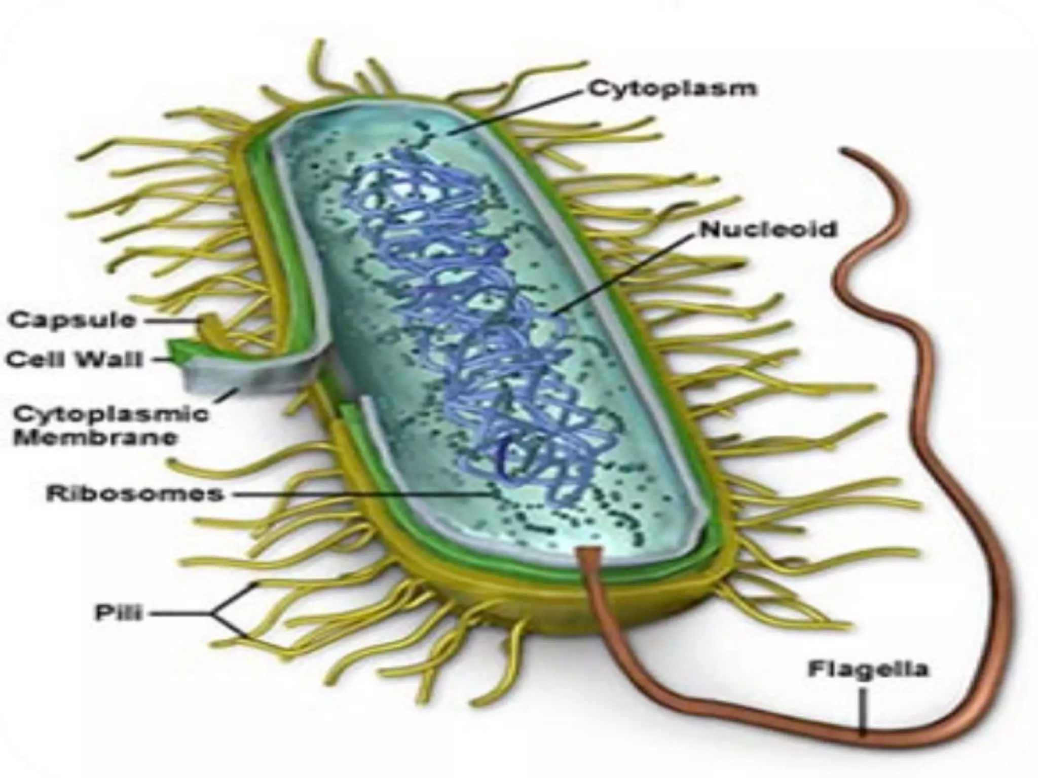 cell wall of bacteria | PPT