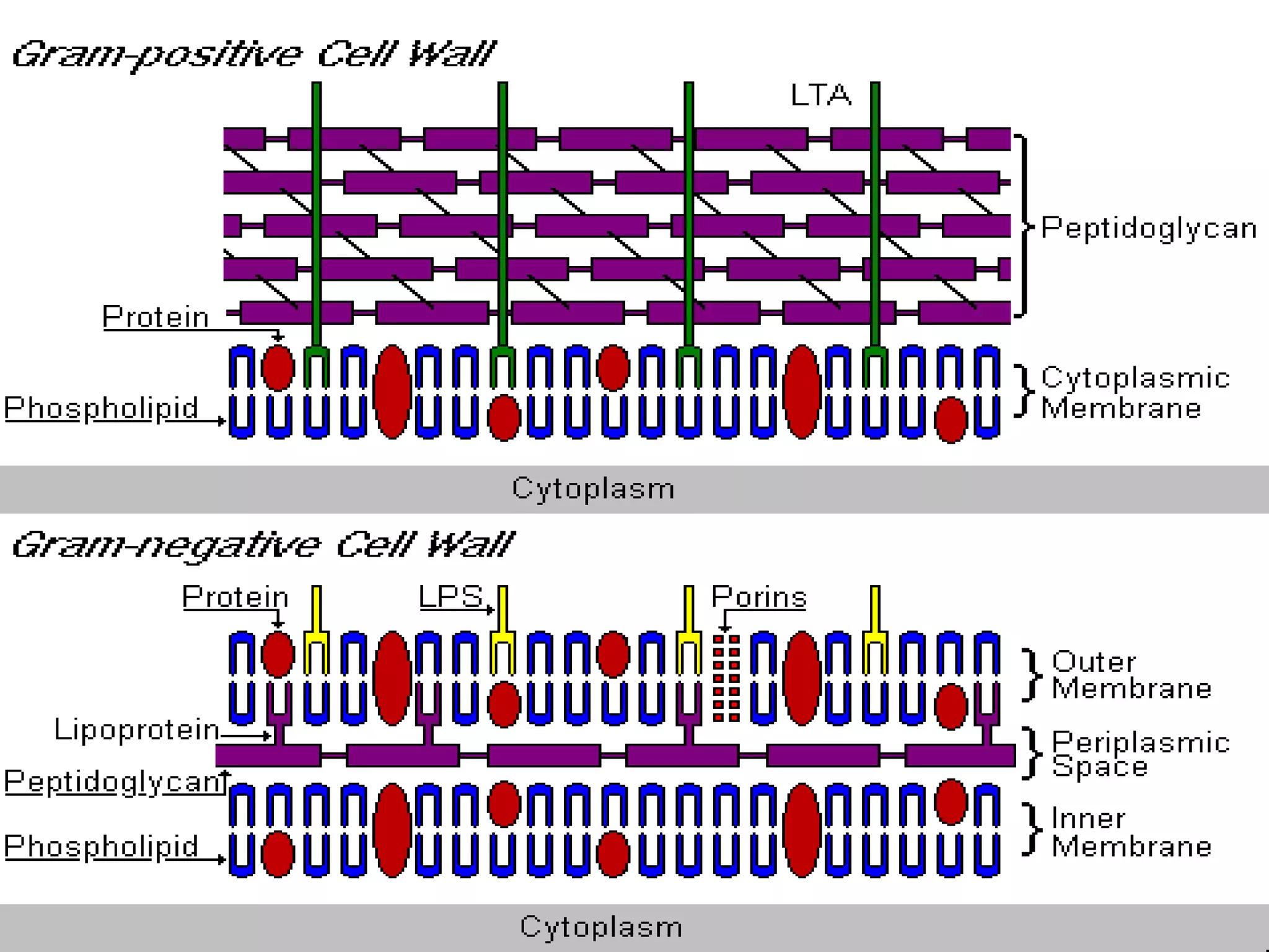 cell wall of bacteria | PPT