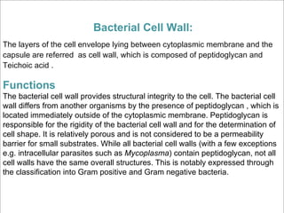 cell wall of bacteria | PPT