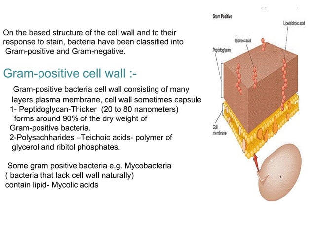 cell wall of bacteria | PPT | Chemistry | Science