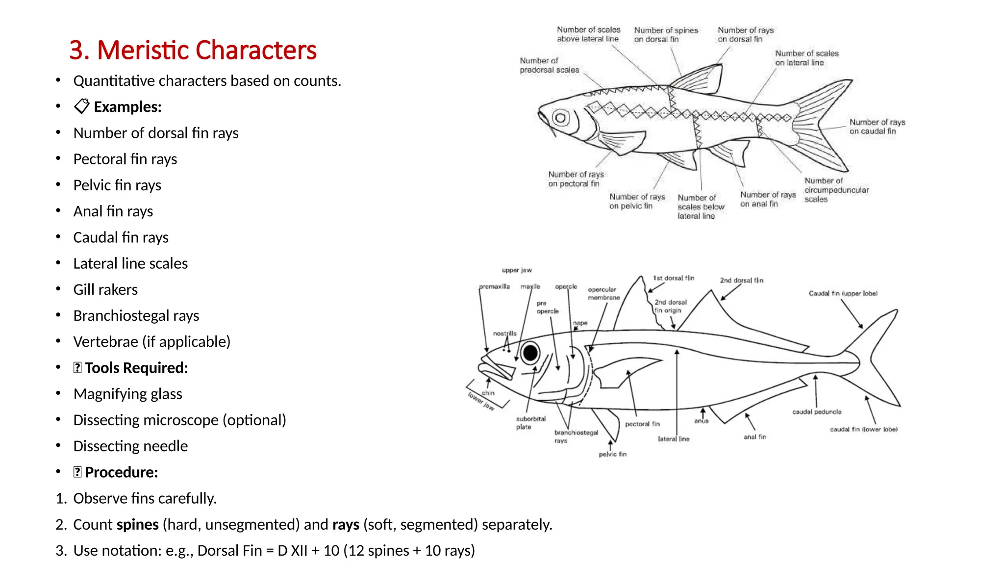 Morphometric and meristic characters of Fishes. pptx | PPTX