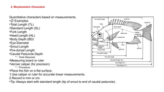 Morphometric and meristic characters of Fishes. pptx | PPT
