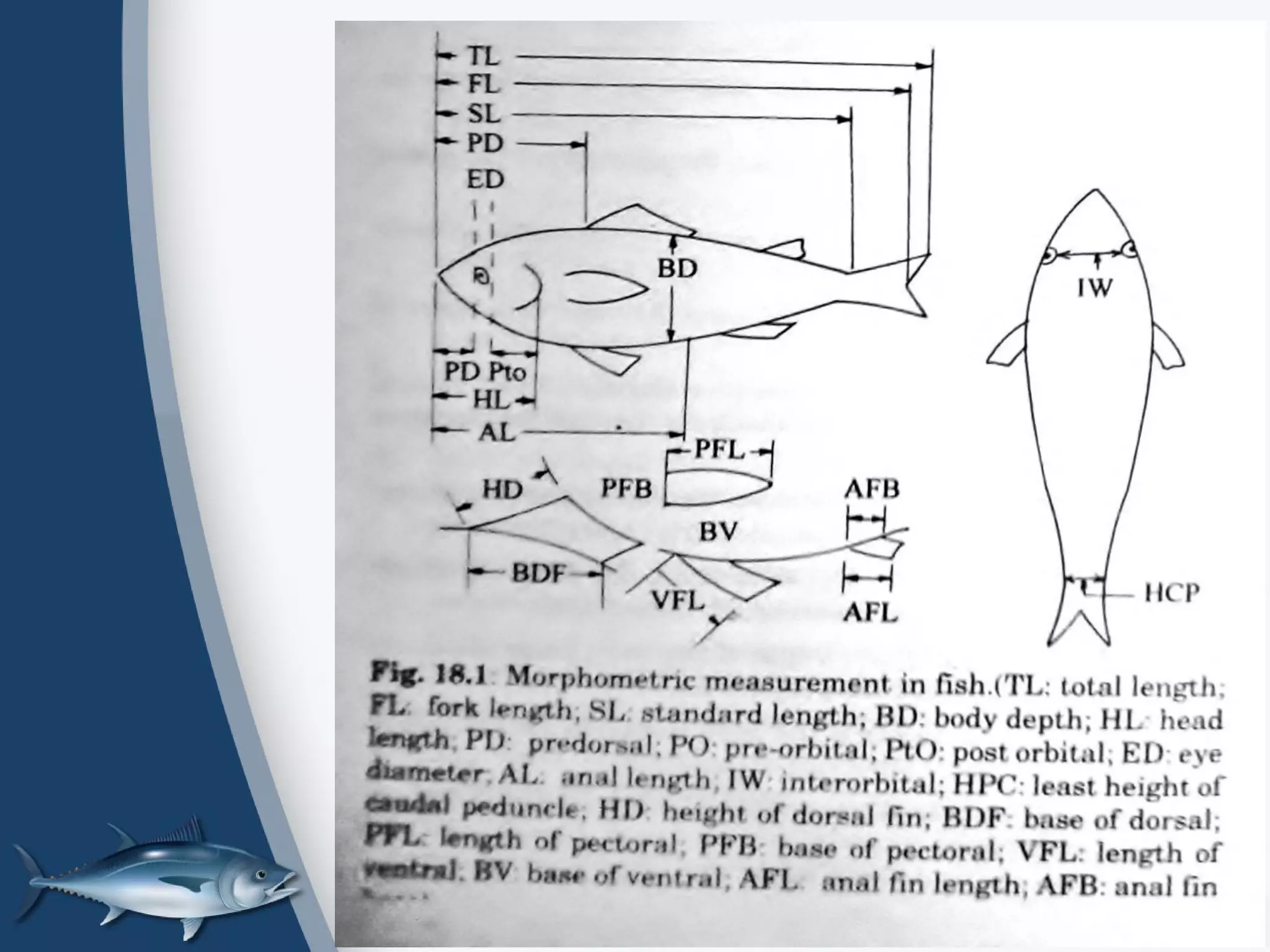 Morphometric measurement of fishes | PPT