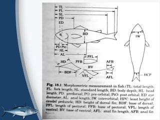 Morphometric measurement of fishes | PPT
