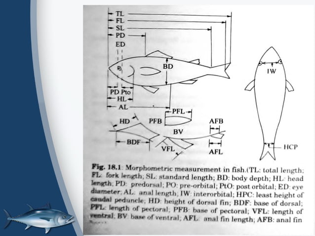 Morphometric measurement of fishes
