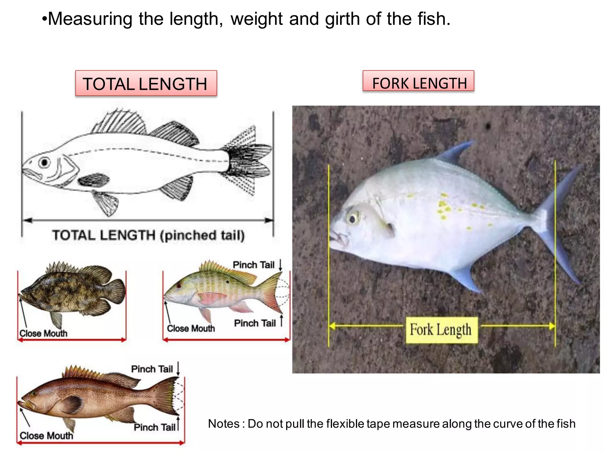 Morphometric measurements,condition indexing and dissection of fish | PDF