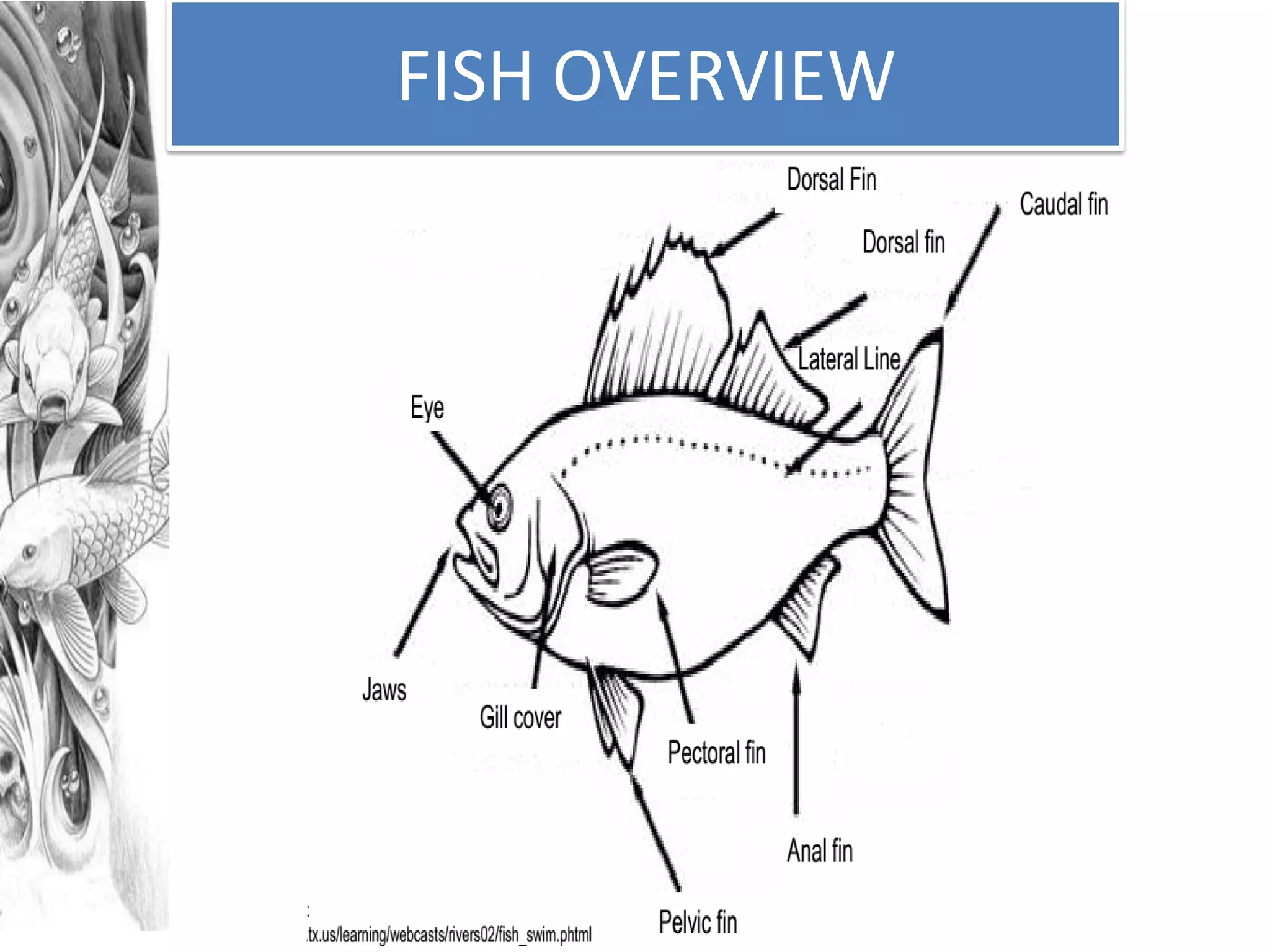 Morphometric measurements,condition indexing and dissection of fish | PDF