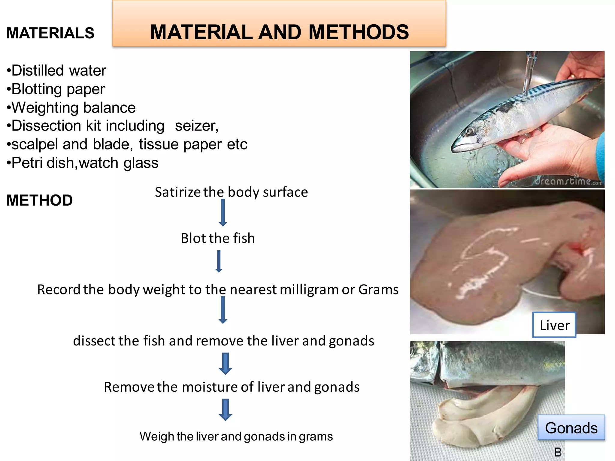 Morphometric measurements,condition indexing and dissection of fish | PDF
