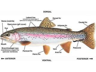 Morphometric measurements,condition indexing and dissection of fish | PDF