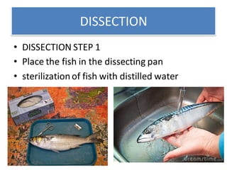 Morphometric measurements,condition indexing and dissection of fish | PDF