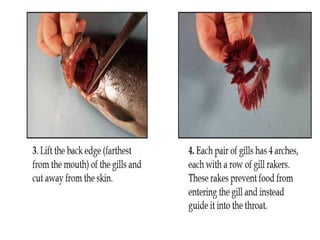 Morphometric measurements,condition indexing and dissection of fish | PDF