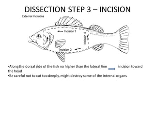 Morphometric measurements,condition indexing and dissection of fish | PDF