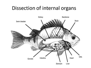 Morphometric measurements,condition indexing and dissection of fish | PDF