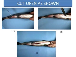 Morphometric measurements,condition indexing and dissection of fish | PDF