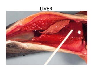 Morphometric measurements,condition indexing and dissection of fish | PDF