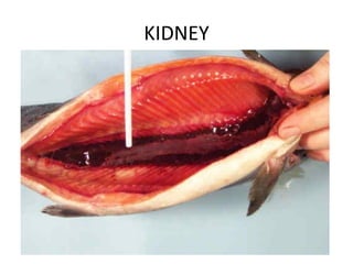 Morphometric measurements,condition indexing and dissection of fish | PDF