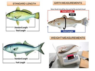 Morphometric measurements,condition indexing and dissection of fish | PDF