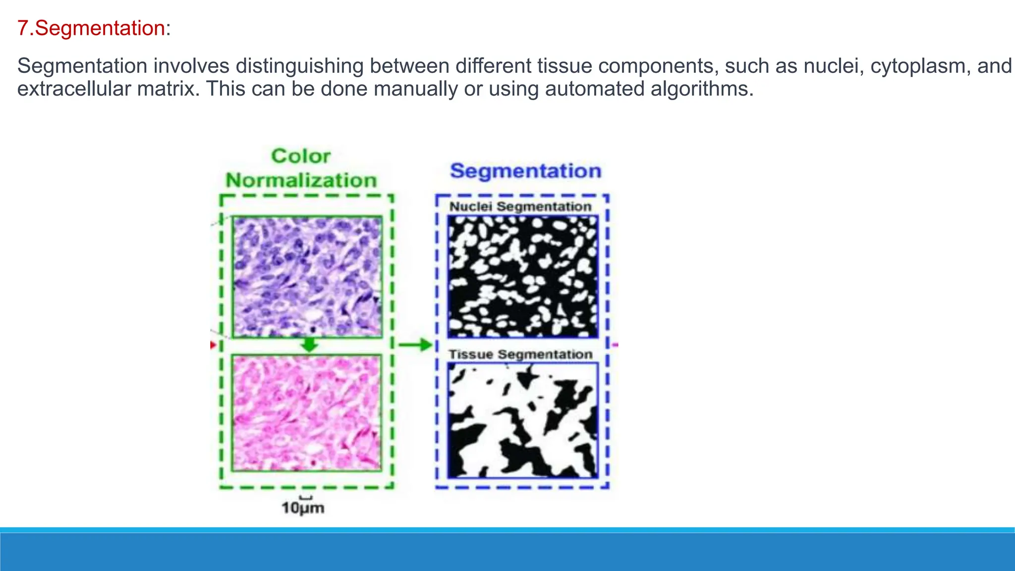 morphometry.pptx