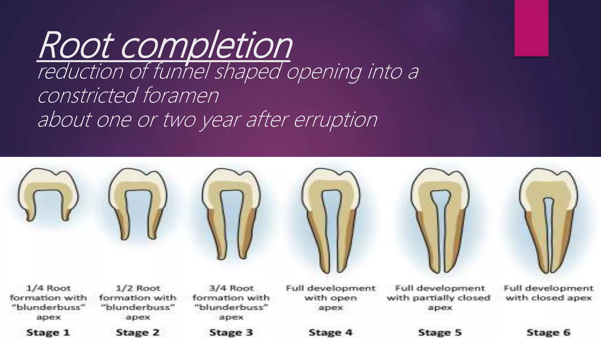 Tooth Morphology | PPTX