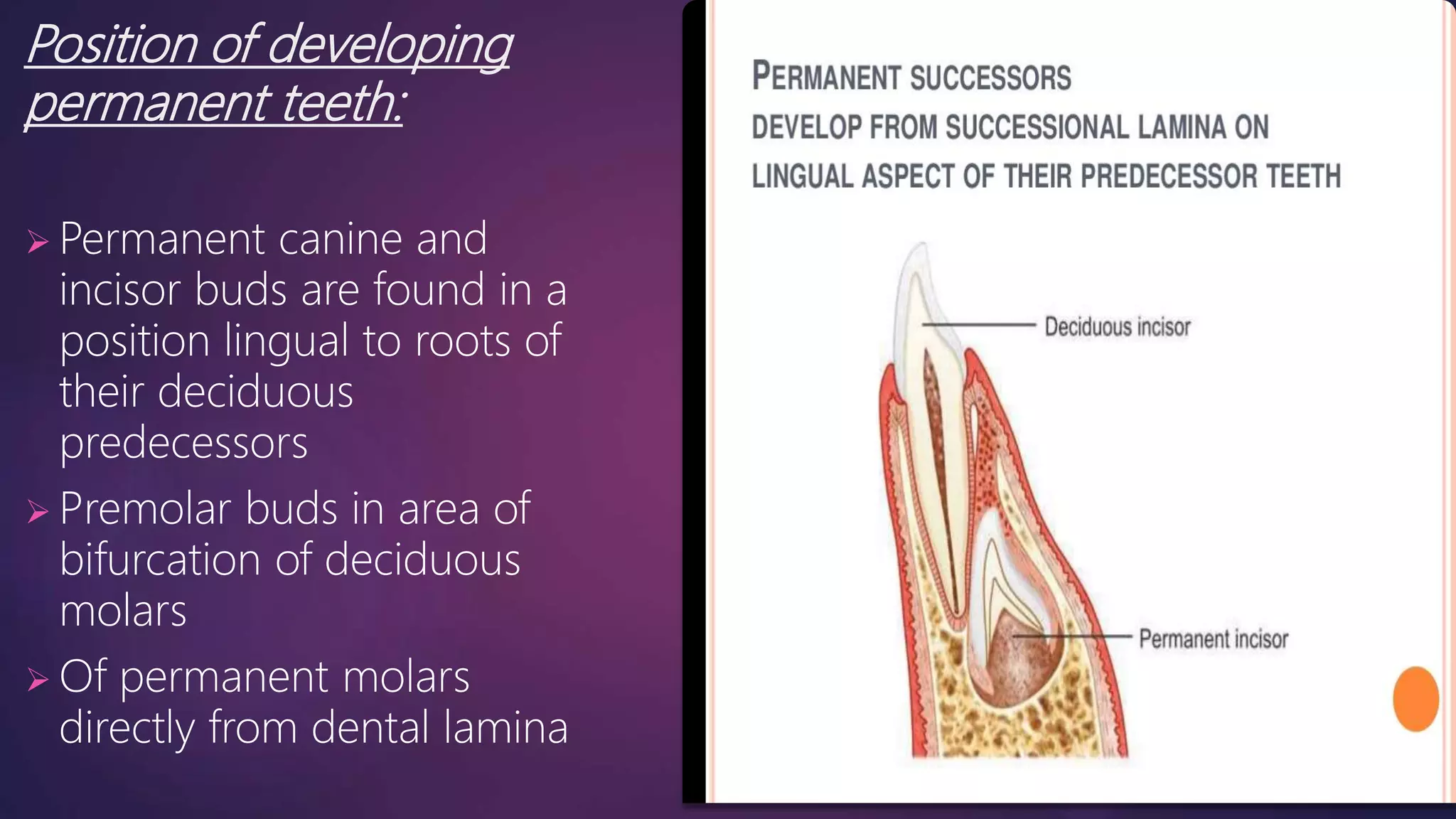 Tooth Morphology | PPTX