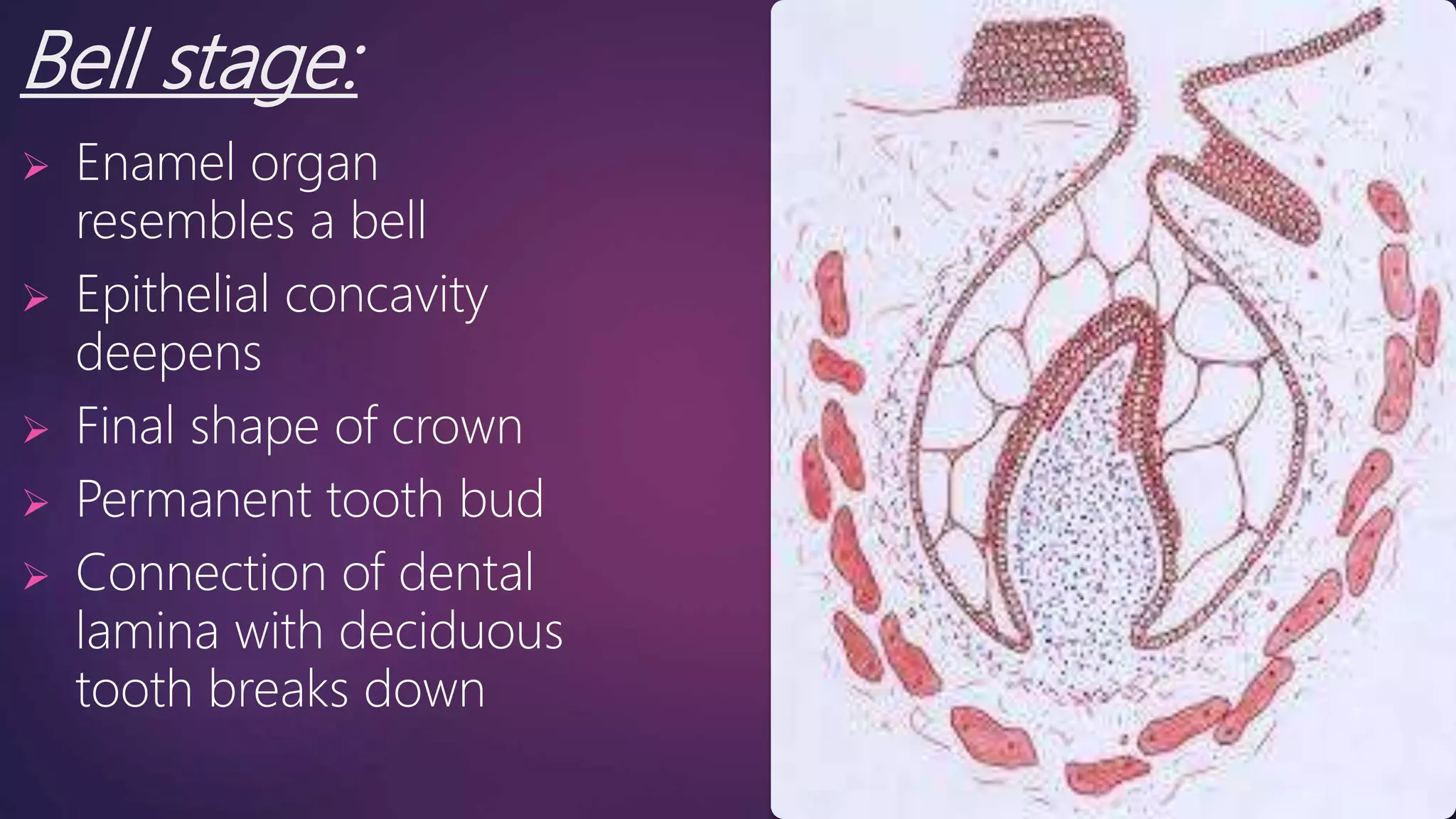 Tooth Morphology | PPTX