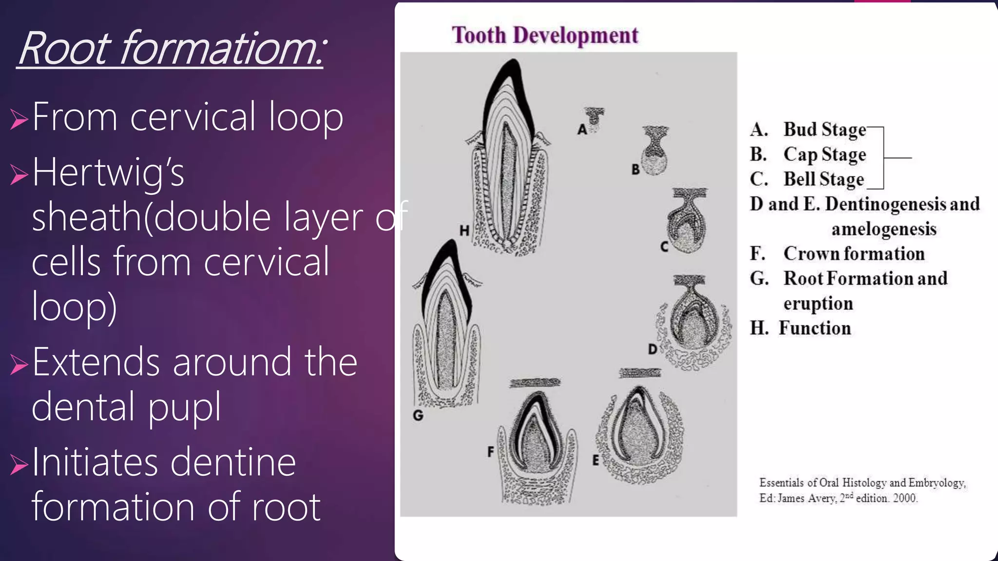 Tooth Morphology | PPTX