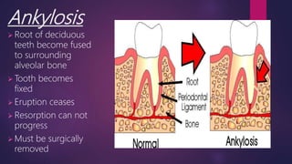 Tooth Morphology | PPTX