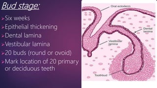 Tooth Morphology | PPTX | Dental Health | Diseases and Conditions